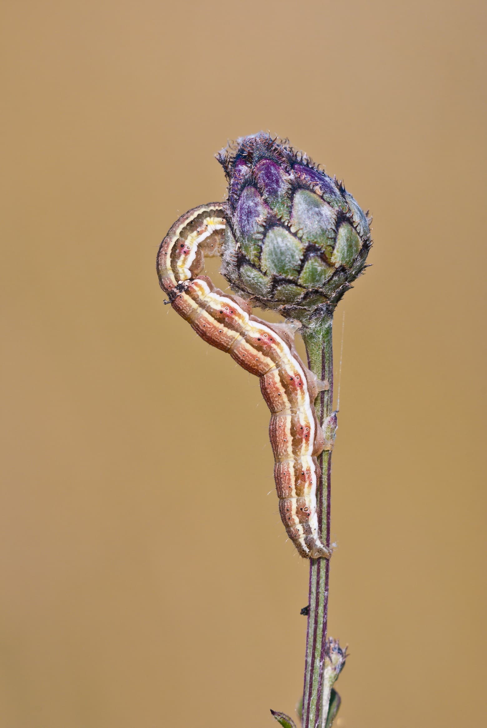 Enhance Grass Control - Wildflower Turf