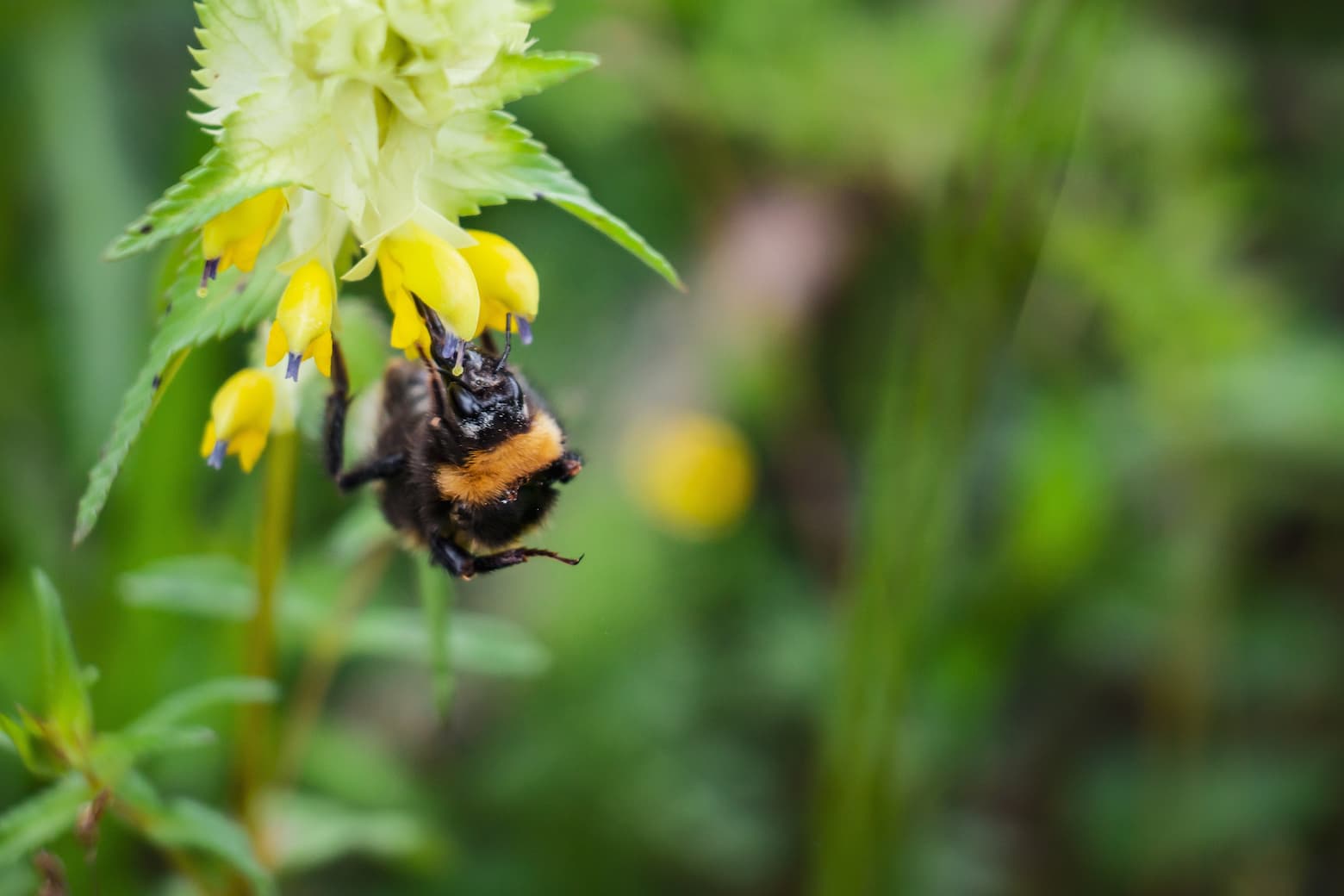Enhance Grass Control - Wildflower Turf