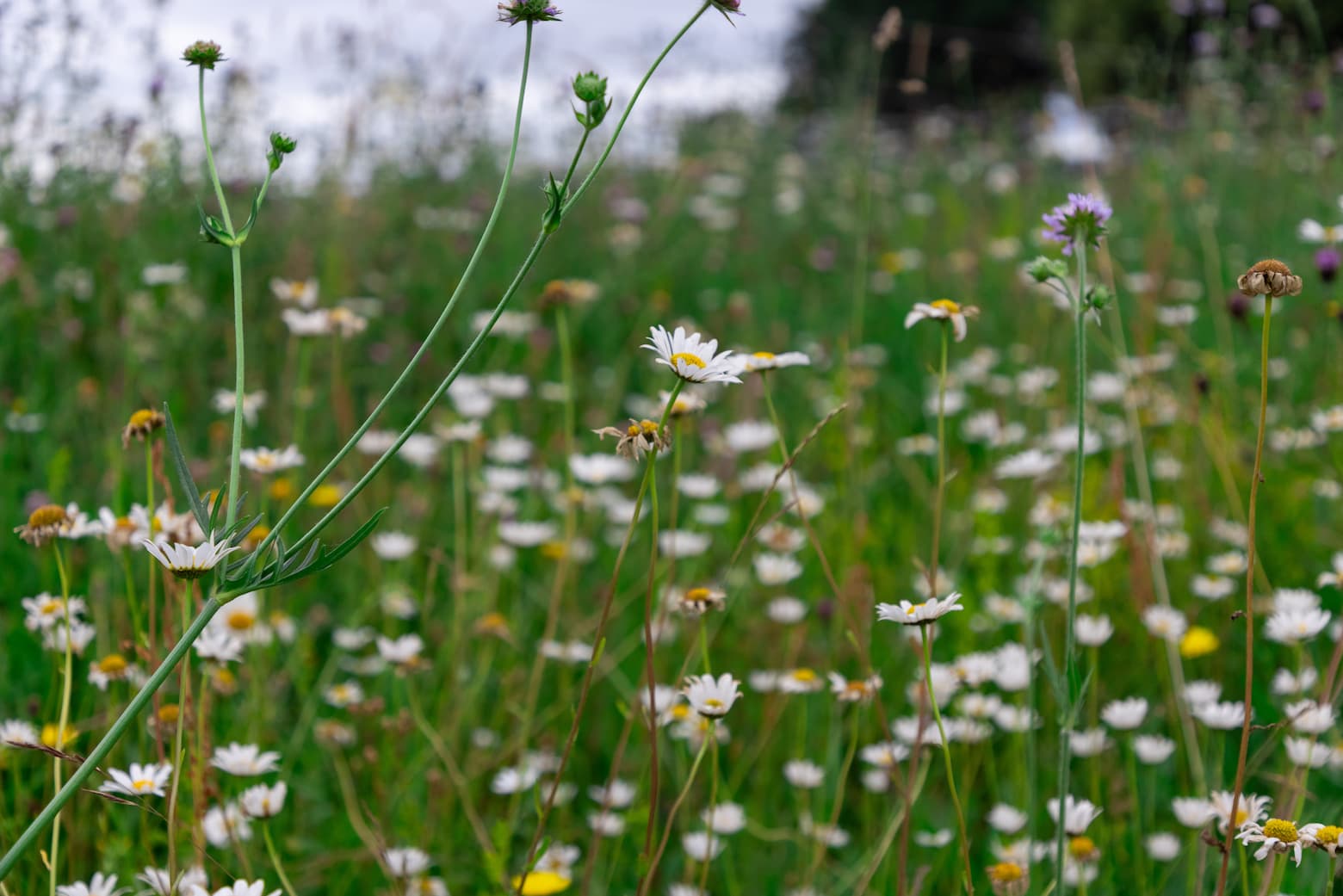 Enhance Grass Control - Wildflower Turf