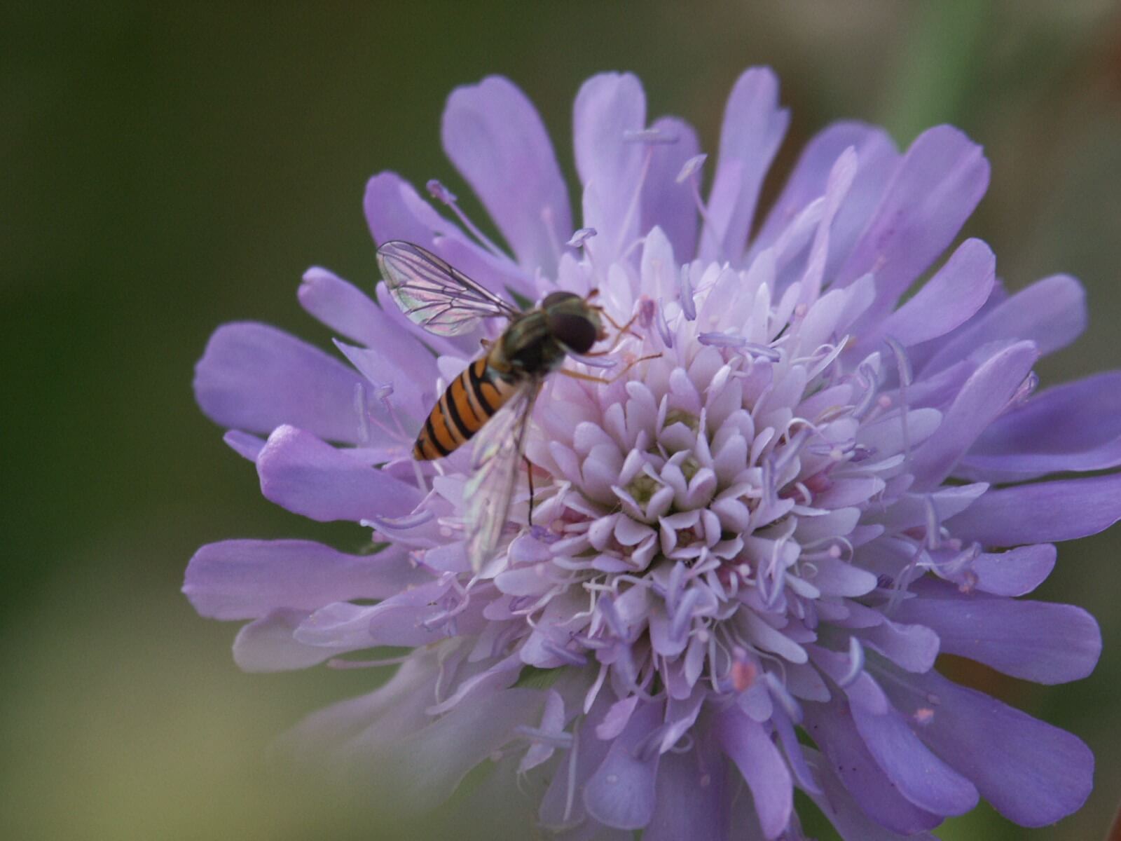 The Habitat And Nature Crisis Restoring Habitat Loss And Wildlife In Garden Design Wildflower