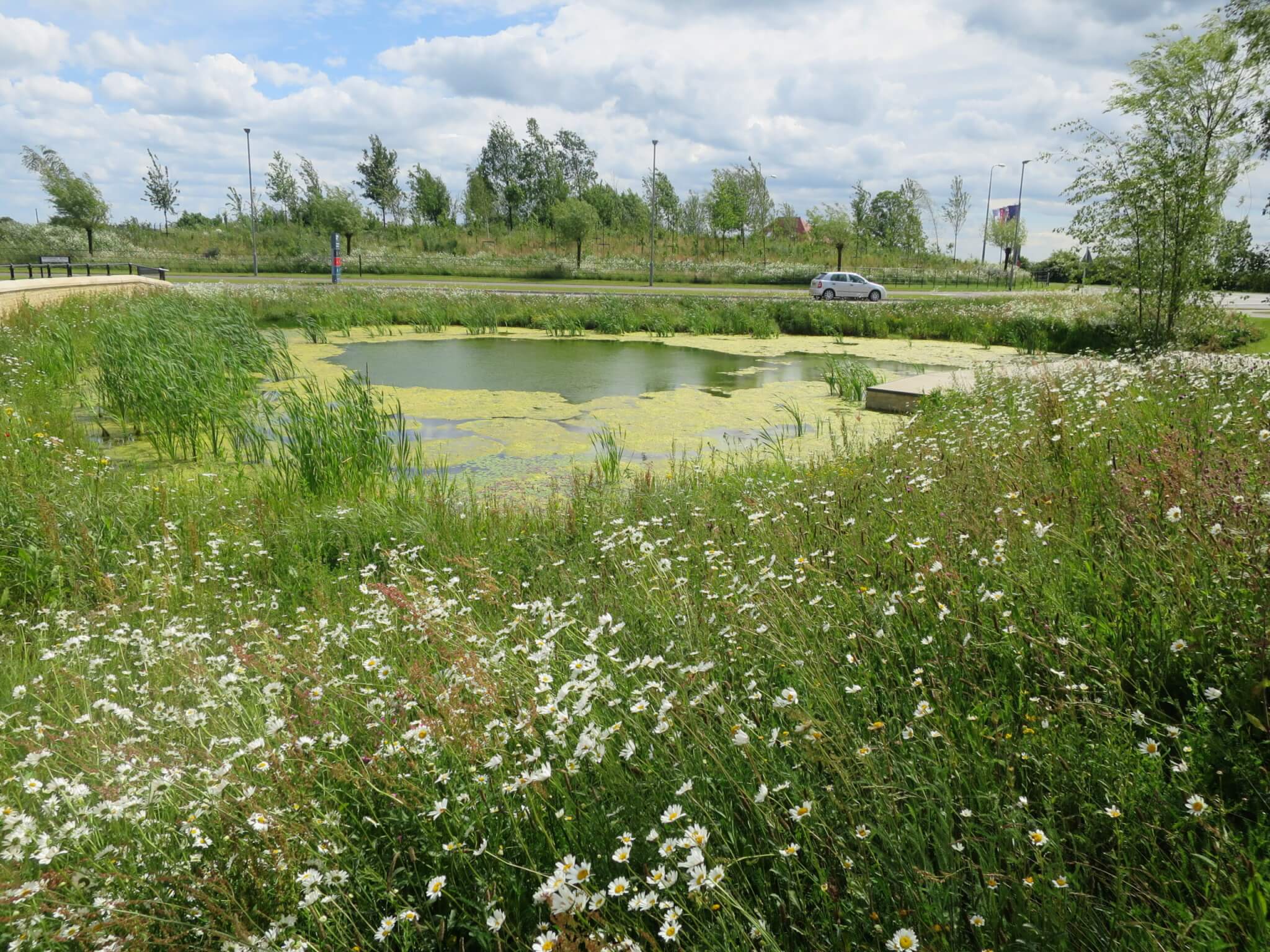 MeadowSow™ SuDS - Wildflower Turf