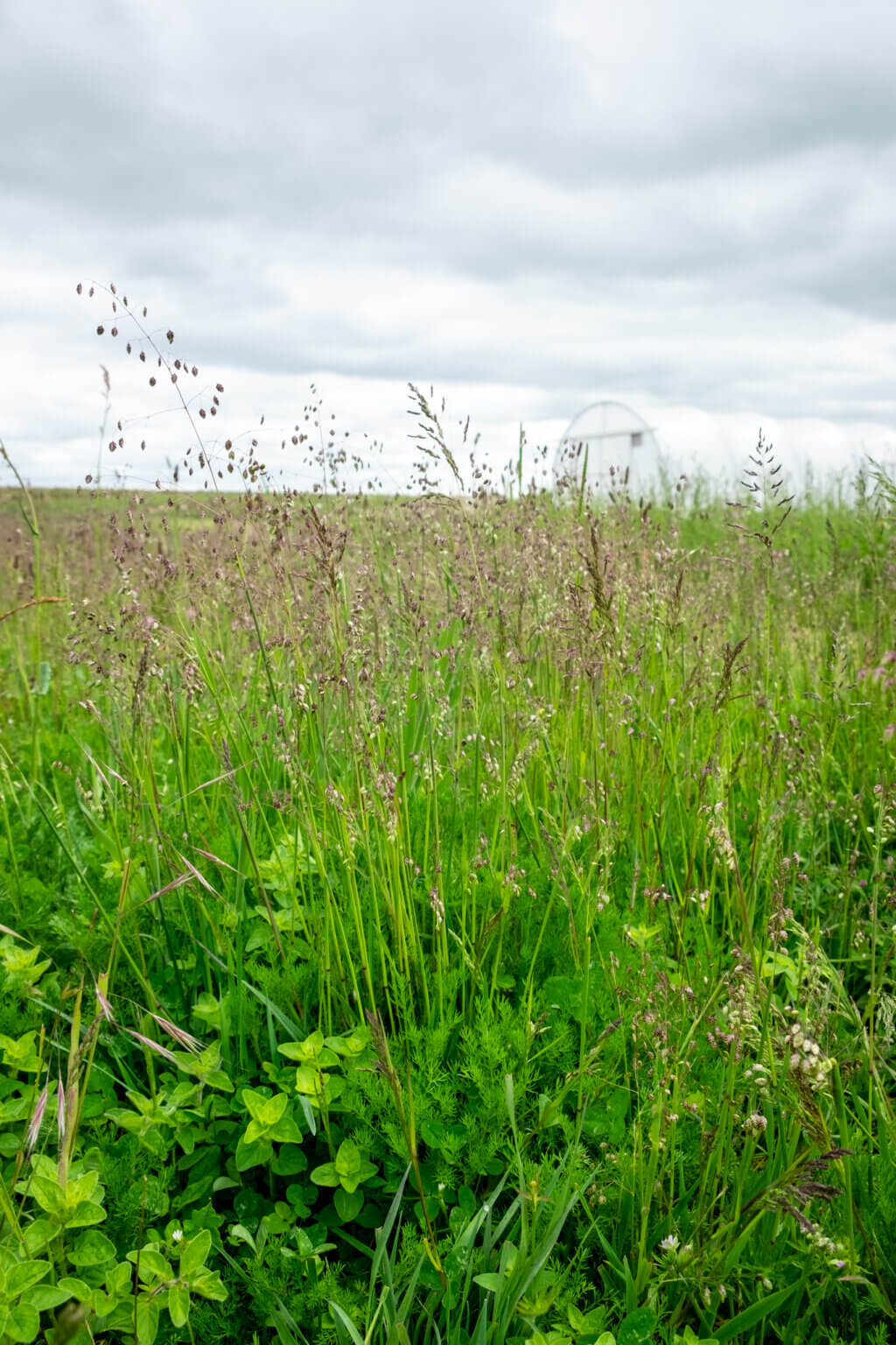 MeadowSow™ Low Grow - Wildflower Turf