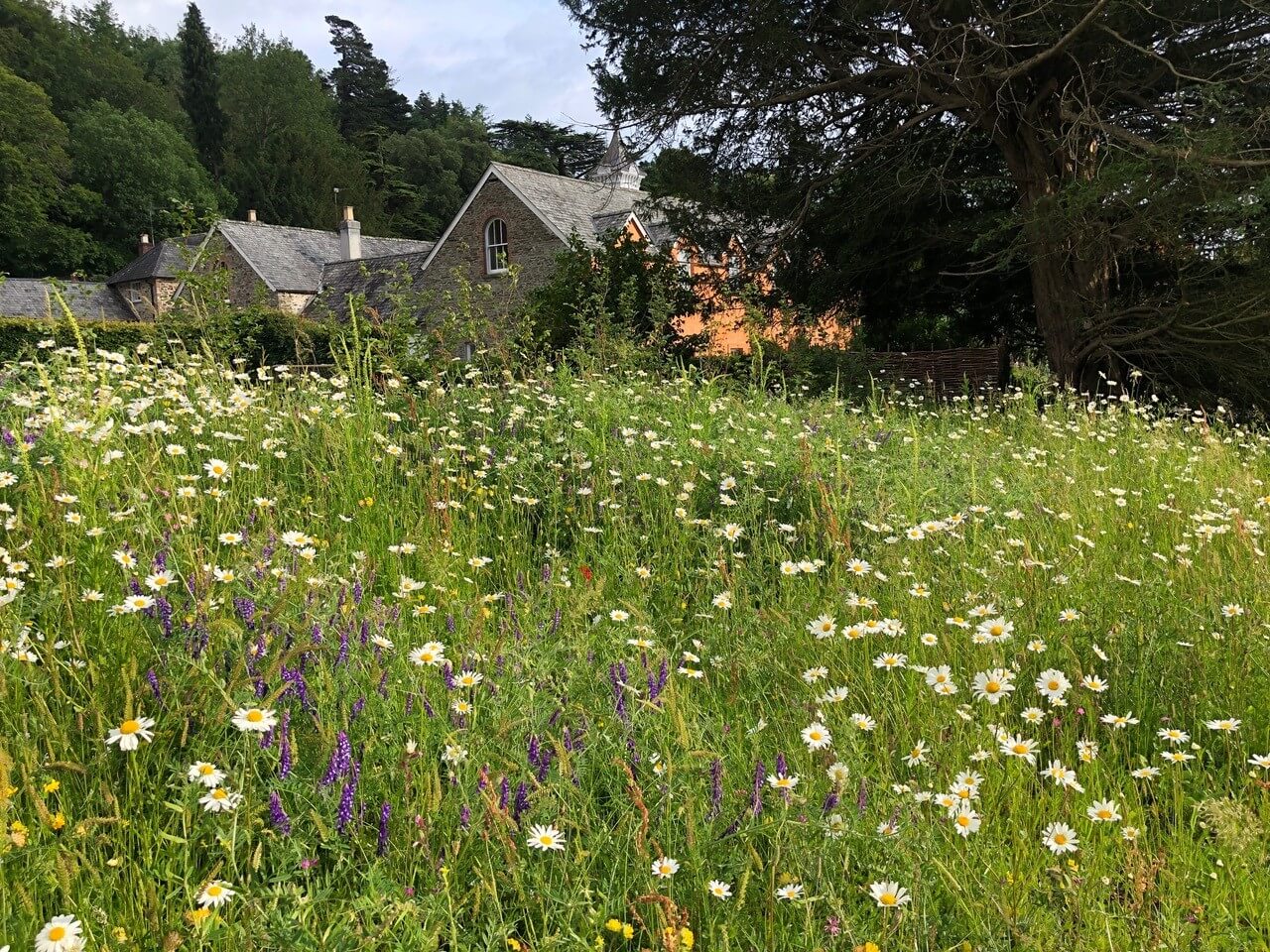 MeadowSow™ Shade Tolerant - Wildflower Turf