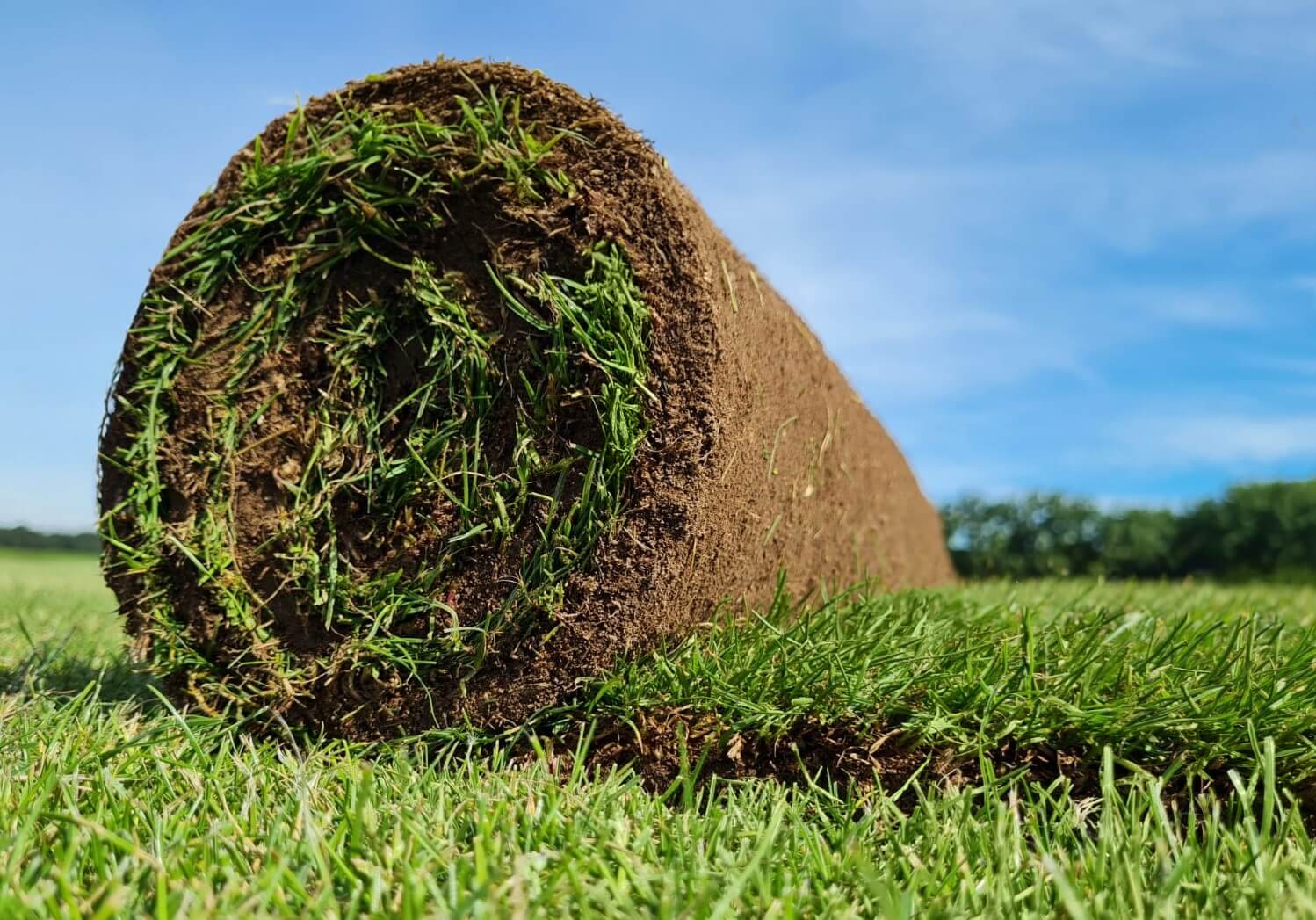 Lawn Turf - Wildflower Turf