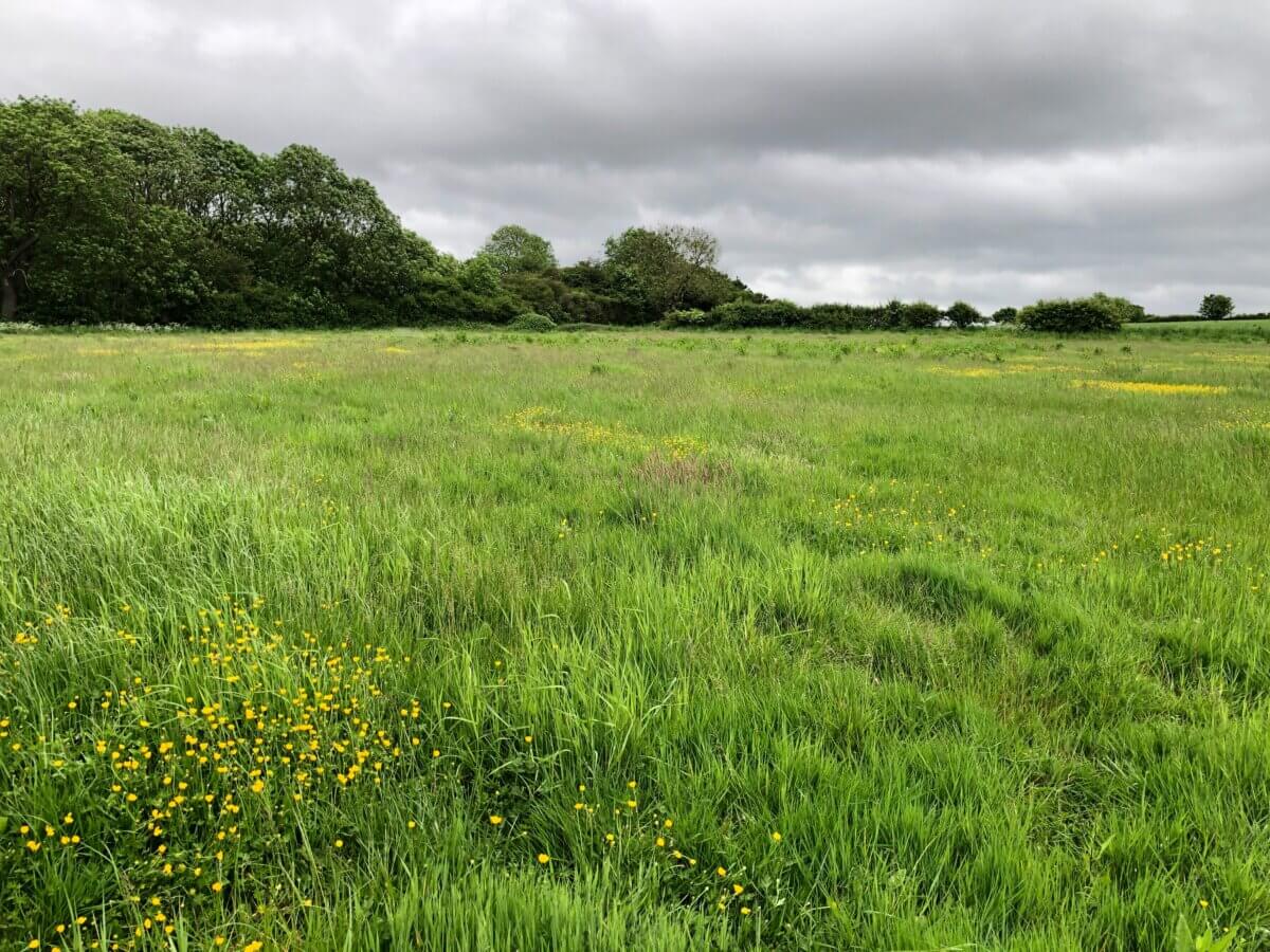 Meadowscape Pro™ Other Neutral Grassland (g3c) - Wildflower Turf