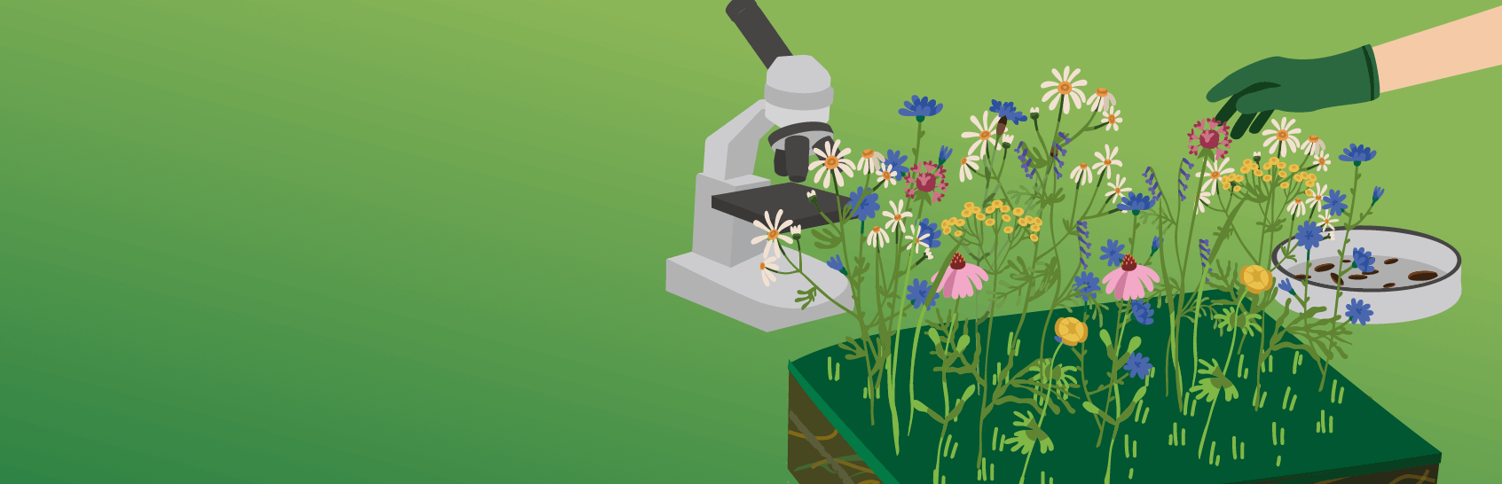 The Science Behind Wildflower Turf®: Why Not All Turf Is Created Equal ...