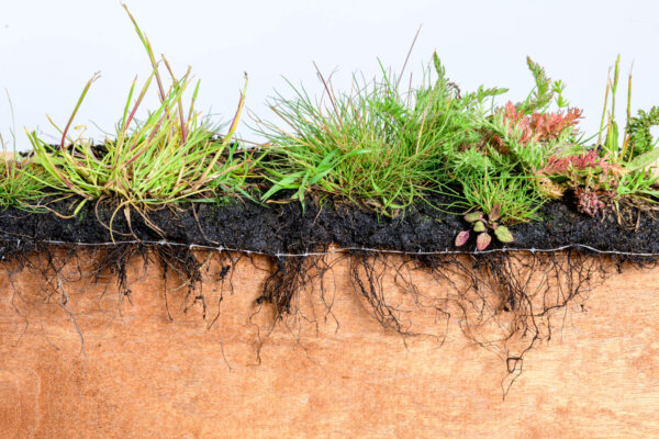 Beyond the Bloom: The Long-Term Benefits of Wildflower Turf ...